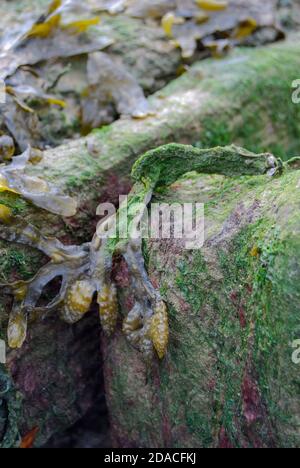 Closeup of Spiral wrack (Fucus spiralis) seaweed showing reproductive ...