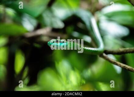 Parrot Snake (Leptophis ahaetulla) hanging from tree showing defensive ...