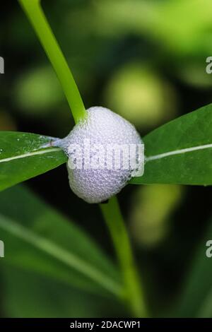 Macro of a spittlebugs frothy protection on a plant Stock Photo - Alamy