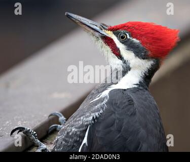 Pileated Woodpecker close-up side view climbing on a tree trunk with ...