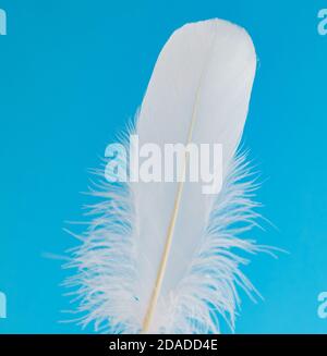 A closeup shot of bright blue bird feathers isolated on a pink ...