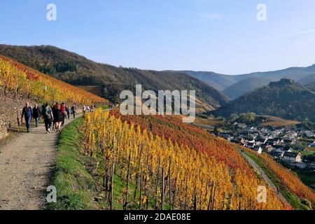 Colourful autumn atmosphere in the vineyards of the Ahr valley ...