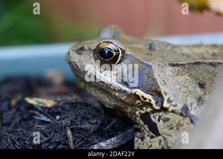 Common Toad Sitting in a Planter in an English Garden Stock Photo - Alamy