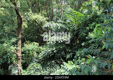 hort park in singapore Stock Photo - Alamy