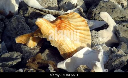 Yellow orange broken conch shell on beach amongst shells and rocks ...