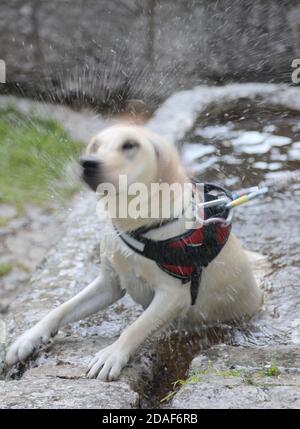 A golden labrador shaking himself dry in the sunshine Stock Photo - Alamy