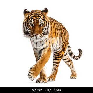 Tiger prowling and approaching, isolated Stock Photo - Alamy