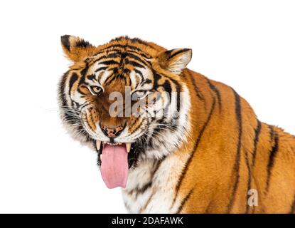 Tiger, mouth open, sniffing the air, isolated on white Stock Photo - Alamy