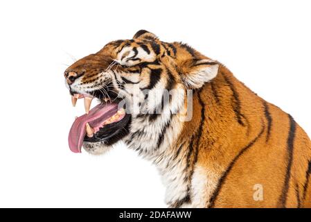 Tiger sniffing, making a face, isolated on white Stock Photo - Alamy