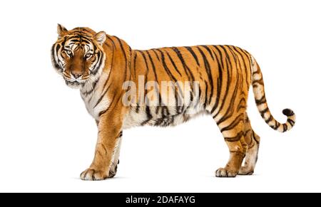Tiger standing up in front of a white background Stock Photo - Alamy
