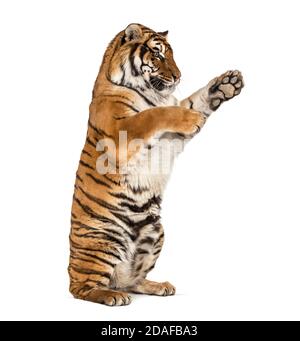 Tiger reaching, pawing up, isolated on white Stock Photo - Alamy