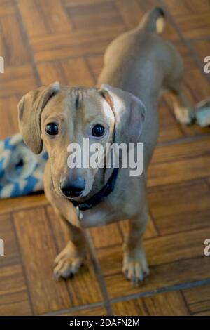 Closeup of a cute wiener dog with a sad look Stock Photo - Alamy