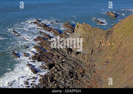 View of Sharpnose Point from the cliffs near Duckpool Cornwall Stock ...