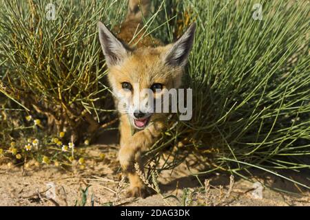 Fennec fox, (Vulpes zerda) near its burrow , Photographed in Israel ...
