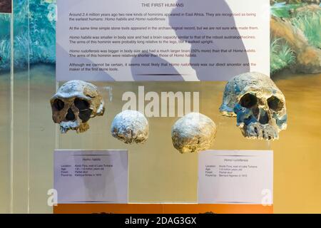 Skulls on display at the national museum of Ethiopia, Addis Ababa ...
