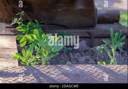Tree growing up through a car Stock Photo - Alamy