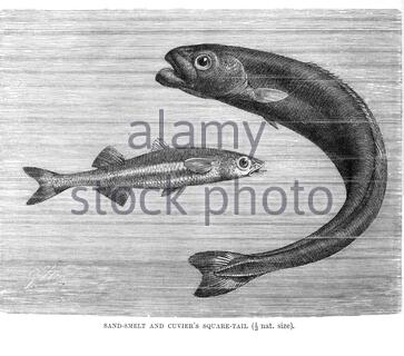 This illustration from Cuvier’s Animal Kingdom depicts various species ...
