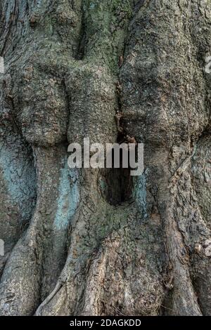 The texture of the bark of an old willow. Detailed bark texture ...