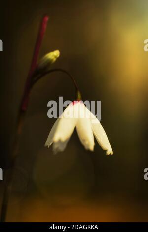 A vertical shot of a flower bud in a garden Stock Photo - Alamy