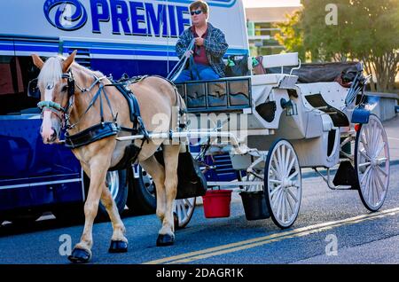 A tour guide drives a horse-drawn carriage downtown, Sept. 12, 2015, in ...