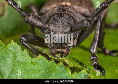 Weaver beetle (Lamia textor, Pachystola textor), portrait, Germany ...