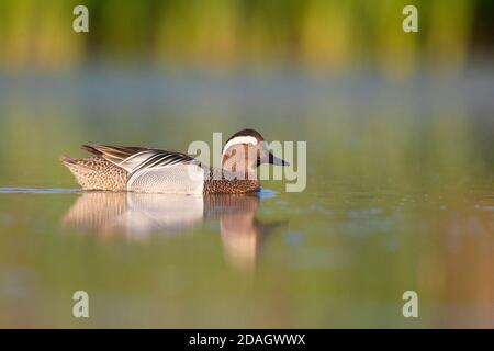Garganey (Anas querquedula), side view of a drake swimming in a pond ...