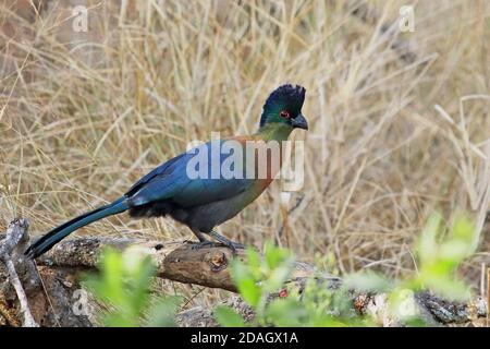 Purple-crested turaco, Violet-crested turaco, Purple-crested Lourie ...