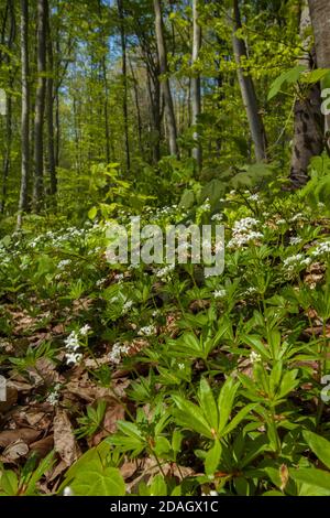 Bedstraw (Galium odoratum) blooms in spring in the wild in the forest ...