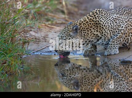 Drinking Leopard in the Kruger National Park, South Africa Stock Photo ...