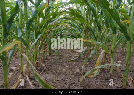 Inside a corn field tunnel from low angle view Stock Photo - Alamy
