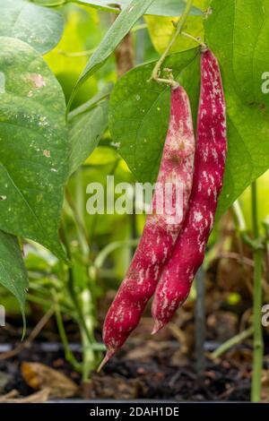 Cranberry Bean, Roman Bean, Saluggia Bean, Rosecoco Bean (Phaseolus ...
