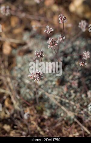 Pink inflorescences, Pebble Buckwheat, Eriogonum Kennedyi, Polygonaceae ...