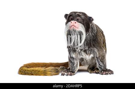 Emperor tamarin, Saguinus imperator, isolated on white Stock Photo - Alamy