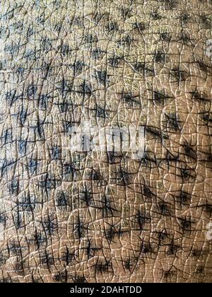 Hippo skin texture background, Hippopotamus Stock Photo - Alamy