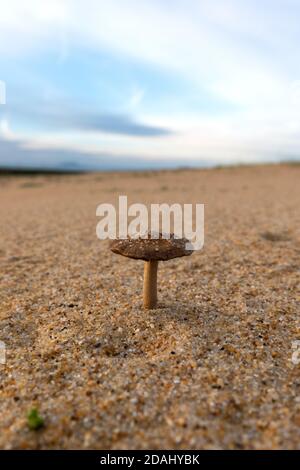 One mushroom growing on sand dunes in France Stock Photo - Alamy