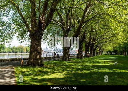 An avenue of London Plane Trees Platanus x acerifolia on the South Bank ...