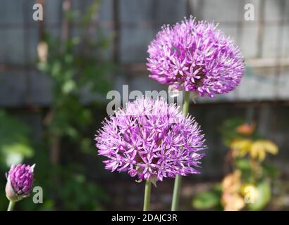 Allium jesdianum 'Early Emperor' flowers Stock Photo - Alamy
