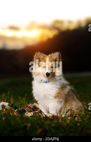 Shetland sheepdog - Sheltie - on a sunset park background Stock Photo ...