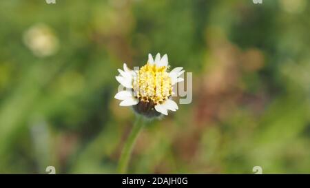 Close-up the seed of a Tridax Daisy flower when withering Stock Photo ...