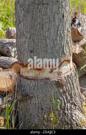 Ring barked Oak Tree trunk.(Quercus robur). Using a chain saw ...