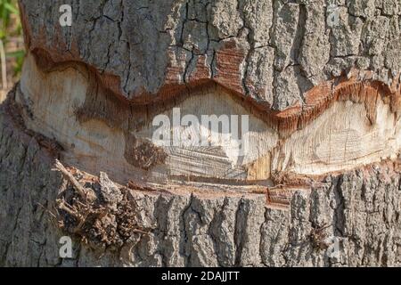 Ring barked Oak Tree trunk.(Quercus robur). Using a chain saw ...