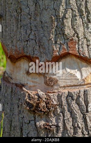 Ring barked Oak Tree trunk.(Quercus robur). Using a chain saw ...