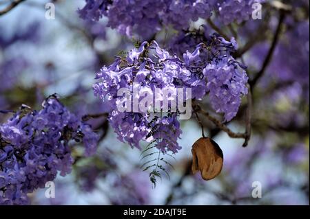 Flowering trees, Cochabamba, Bolivia Stock Photo - Alamy