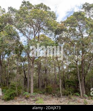 Forest of jarrah trees in South West Western Australia Stock Photo - Alamy