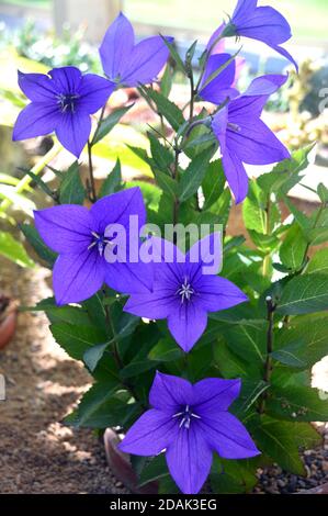 Platycodon grandiflorus 'Astra Blue' Stock Photo - Alamy