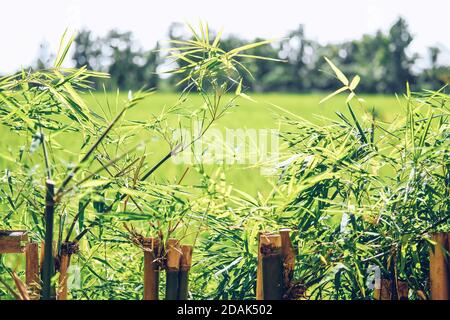 bamboo leaves plant tree fence at rice paddy field Stock Photo - Alamy