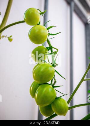 Small tomatoes called cherry tomato on wooden background, fresh organic ...