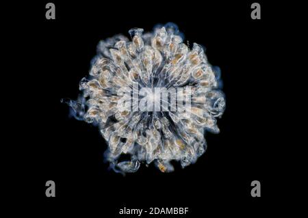 Rotifer, light micrograph. Rotifers (phylum Rotifera) are microscopic ...