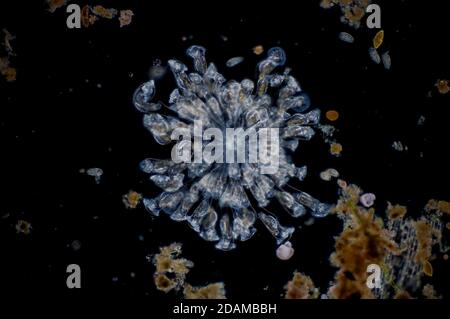 Rotifer, light micrograph. Rotifers (phylum Rotifera) are microscopic ...
