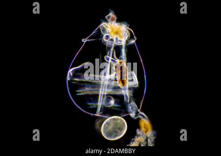 Rotifer, light micrograph. Rotifers (Rotifera), commonly called wheel ...